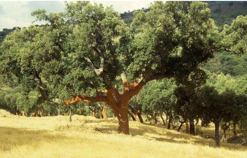 Wood Science 101: Where Does Cork Come From? | Woodworking Network